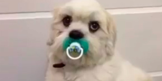 El perro que sólo quiere su chupete triunfa en las redes sociales ...